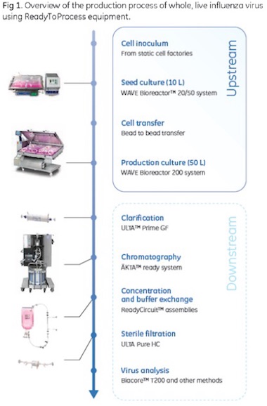 Scale-up of adherent Vero cells grown on Cytodex™ microcarriers using ...